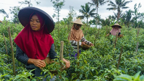 Indahnya Desa Tetebatu, Ubud-nya Lombok Jadi Wakil Indonesia di Ajang Dunia