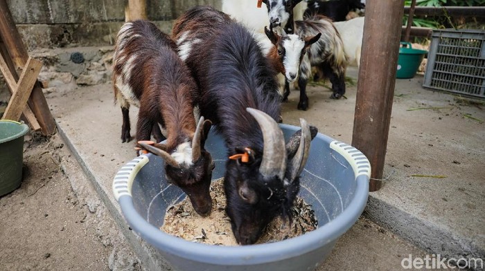 Serunya Bermain Bersama Kambing Mini Afrika di Bantul