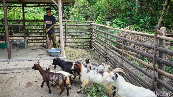 Serunya Bermain Bersama Kambing Mini Afrika di Bantul