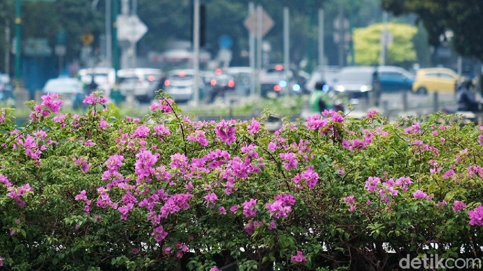 Ini Bunga Bougenville Yang Diklaim Anies Bermekaran