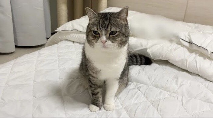 Potret Motimaru, Kucing Gemoy yang Dicatat Guinness World Record