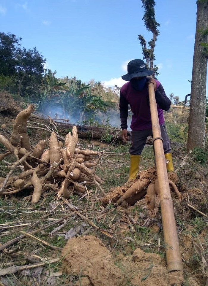 Wow! Ketela Pandemir Ini Bisa Berbobot 5 Kg