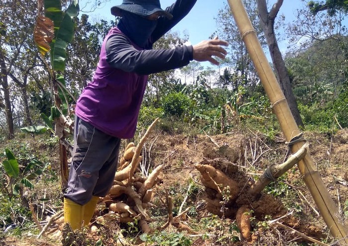 Wow! Ketela Pandemir Ini Bisa Berbobot 5 Kg