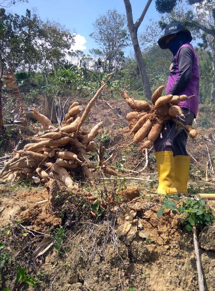 Wow! Ketela Pandemir Ini Bisa Berbobot 5 Kg