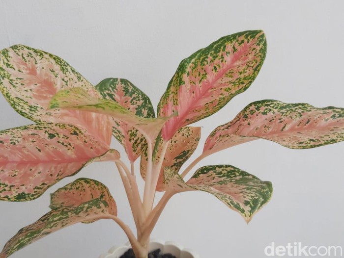 Cara Merawat Tanaman Hias Aglonema Red Peacock Agar Cepat Rimbun Cara Merawat Tanaman Hias Aglonema Red Peacock Agar Cepat Rimbun