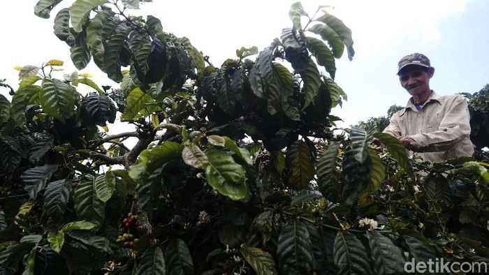 Kopi Semendo Siap Jadi Primadona Baru Kopi Nusantara