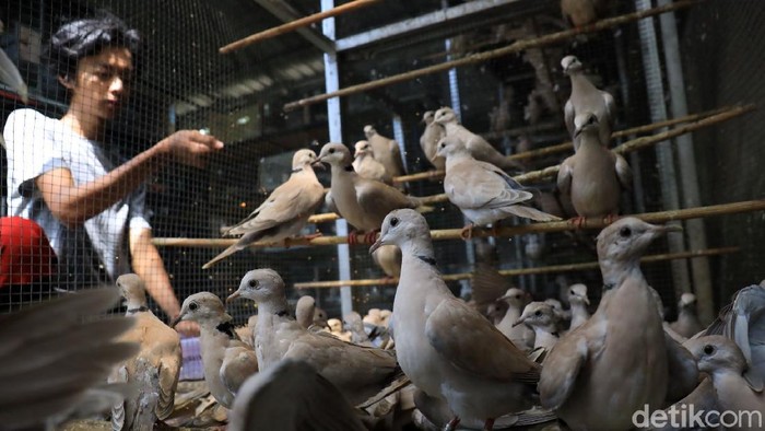 Bangkit dengan Beternak Burung Puter Pelung Trah Juara