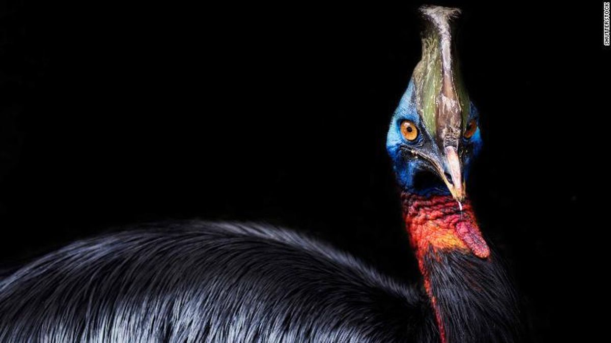 Burung Kasuari Adalah