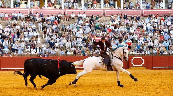 Laga Adu Banteng Kembali Beraksi di Spanyol