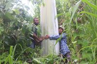 Pohon Pisang Raksasa di Papua dan Membeludaknya Wisatawan di Yogyakarta