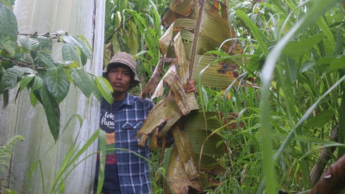 Pohon Pisang Raksasa di Papua
