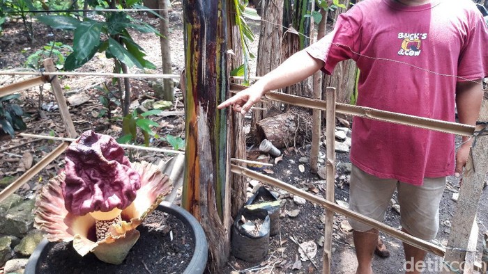 Penampakan Bunga Bangkai Suweg Tumbuh di Halaman Warga Pamulang