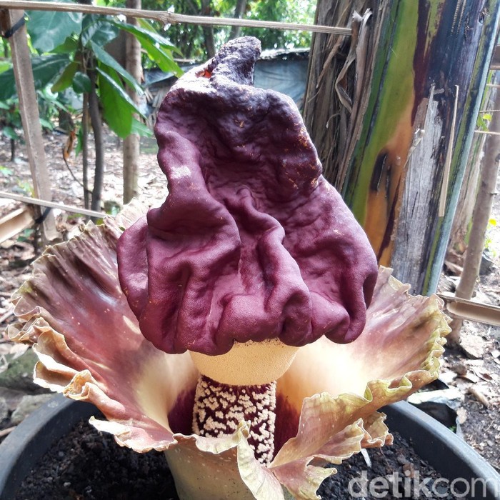 Penampakan Bunga Bangkai Suweg Tumbuh di Halaman Warga Pamulang