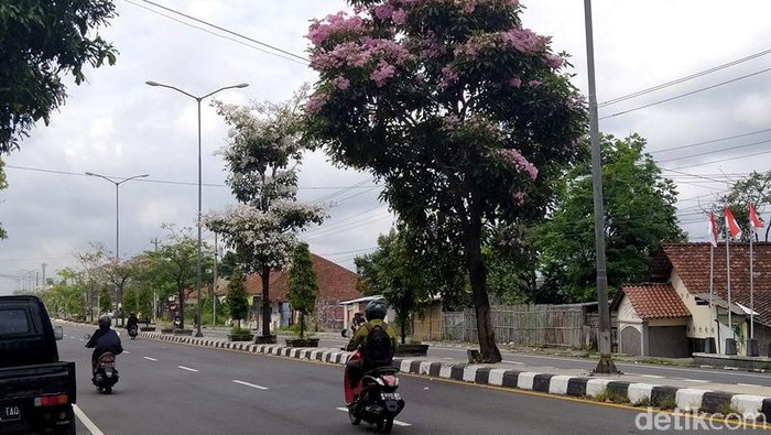 Cantiknya Bunga Tabebuya yang Bermekaran di Jalanan Magelang