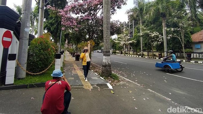 Cantiknya Bunga Tabebuya yang Bermekaran di Jalanan Magelang