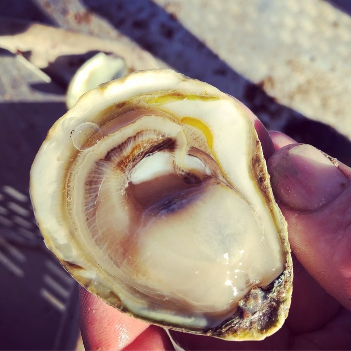 10 Bahan Makanan Termahal di Dunia, Ada Jamur Truffle Seharga Rp 3 M!