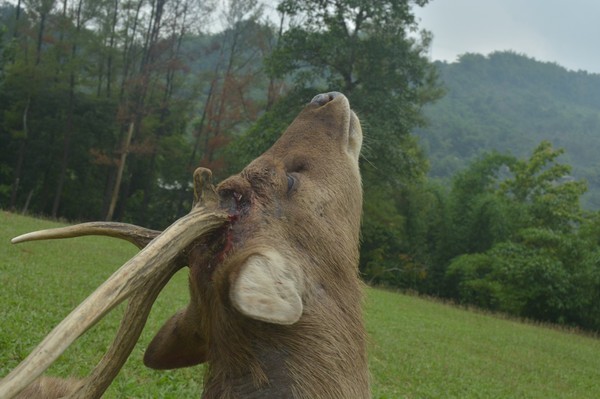 Potret Serunya Bermain Bersama Rusa di Penangkaran Cariu