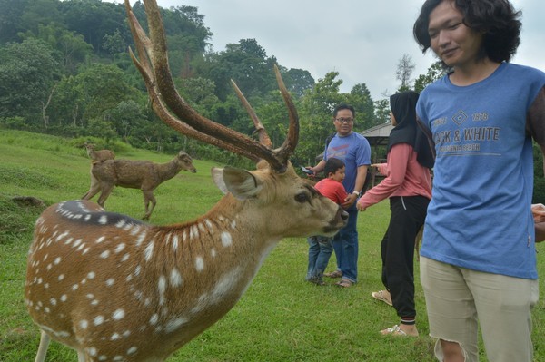 Potret Serunya Bermain Bersama Rusa di Penangkaran Cariu