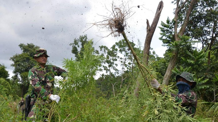 3 5 Hektare Ladang Ganja Di Aceh Besar Dimusnahkan