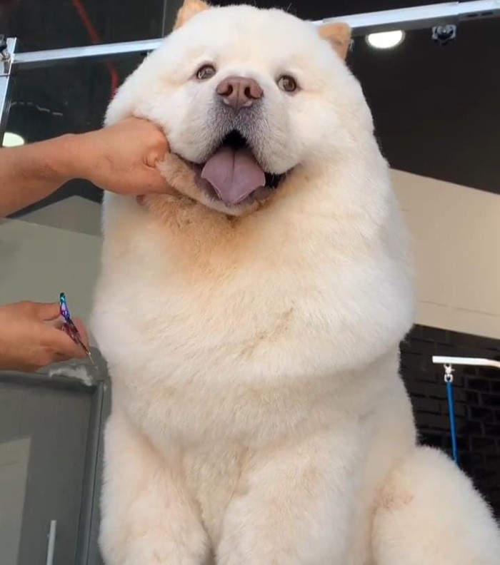 Begini Cozynya Kafe Khusus Anjing, The Barking Lot di Khobar, Arab Saudi