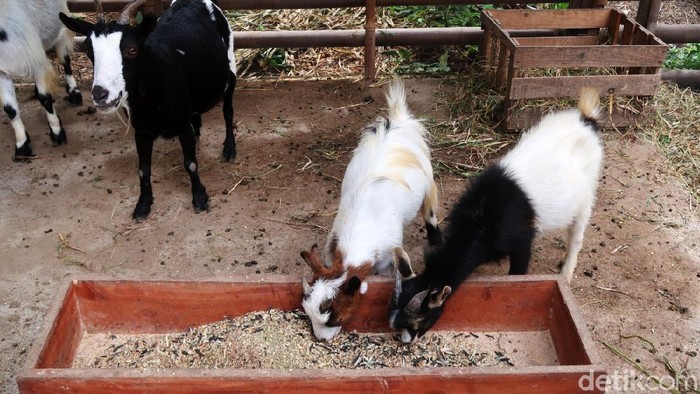 Pernah Lihat Kambing Mini, Belum? Sepasang Rp 75 Juta Lho