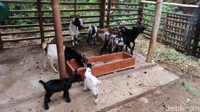 Pernah Lihat Kambing Mini, Belum? Sepasang Rp 75 Juta Lho
