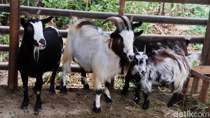 Pernah Lihat Kambing Mini, Belum? Sepasang Rp 75 Juta Lho