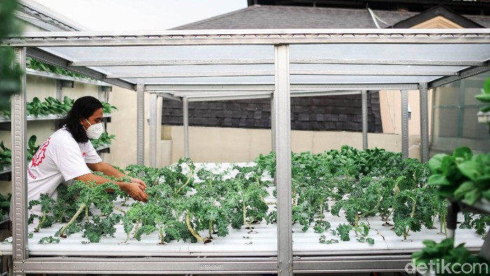 Kreatif, Pemuda Ini Raup Untung dari Ladang Hidroponik di Atap Rumah