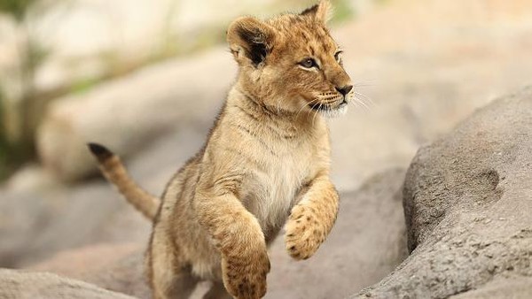 Aksi Menggemaskan Lima Anak Singa Penghuni Kebun Binatang Australia