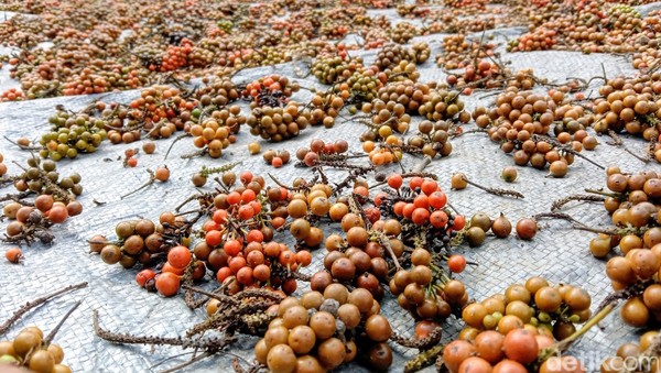 Dewi Kano Purworejo yang Bersahaja