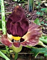 Mekarnya Bunga Bangkai Kagetkan Warga Ciptaharja