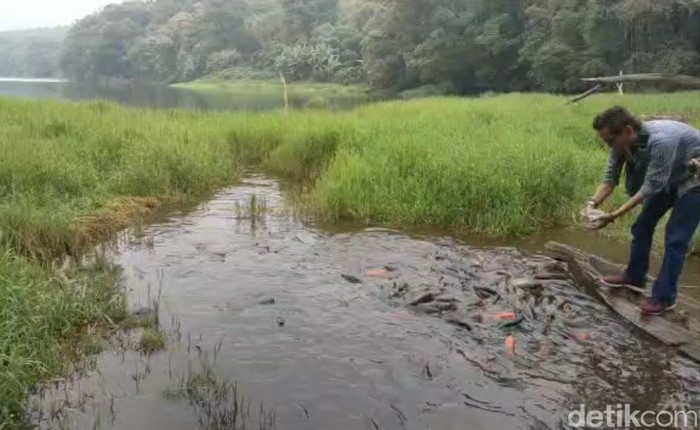 Telaga Ranjeng Berisi Ribuan Ikan Jinak, Tapi Tak Ada yang Berani Ambil
