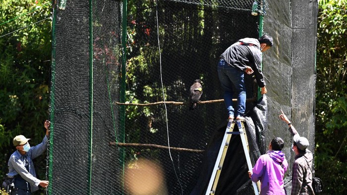 Kepak Sayap Elang Jawa di Hutan Kamojang