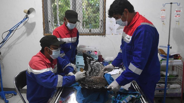 Kepak Sayap Elang Jawa di Hutan Kamojang