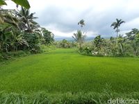 Tetebatu, Desa Wisata Terindah Dunia dari Lombok!