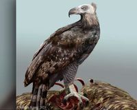 Ini Elang Terbesar yang Pernah Ada, Lebar Sayapnya 3 Meter!