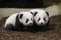 Mengapa Panda Berwarna Hitam dan Putih? Ini Penjelasan Studi