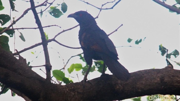 Mengenal Burung Bubut Jawa, Hewan Endemik yang Kian Langka