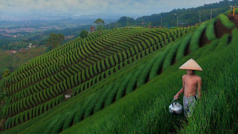 Jalan Sempit Menuju Terasering Tersohor Majalengka, Bikin Kapok Wisatawan