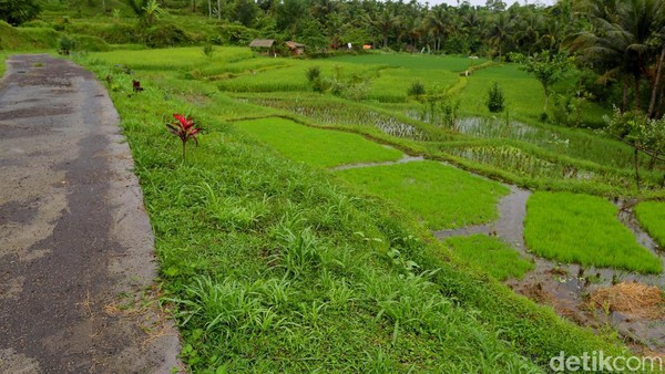 Terpesona dengan Tetebatu, Desa Wisata Terindah Dunia!