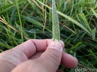 Apa Itu Fenomena Embun Es di Dieng? Suhunya sampai Minus 1 Derajat Celcius