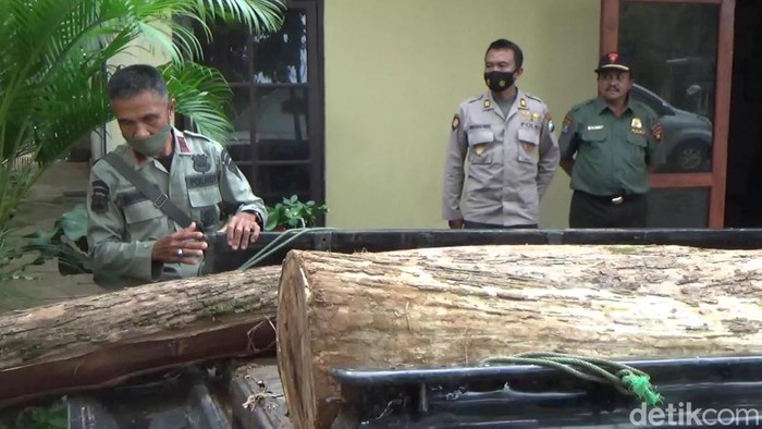 Pelaku Illegal Logging Di Probolinggo Dibekuk Usai Beli Kayu Sono Keling