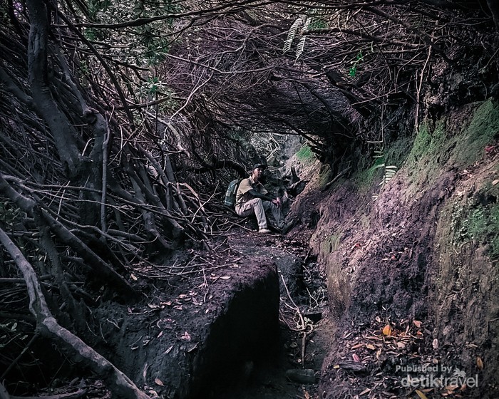 Potret Lorong Tikus Jalur Ikonik Gunung Kerinci di Jambi