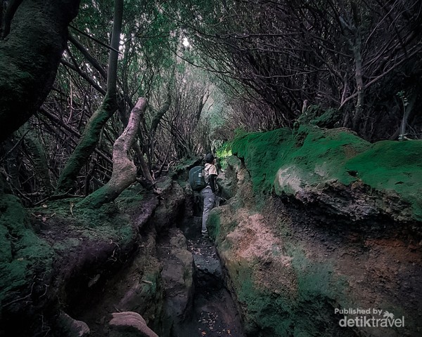 Potret Lorong Tikus Jalur Ikonik Gunung Kerinci di Jambi