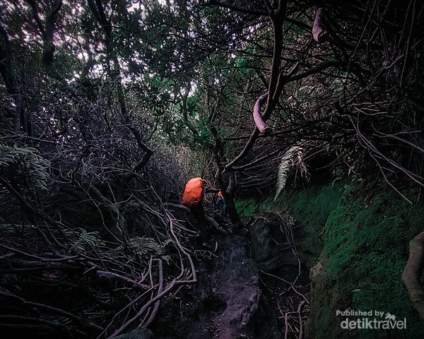 Potret Lorong Tikus Jalur Ikonik Gunung Kerinci di Jambi