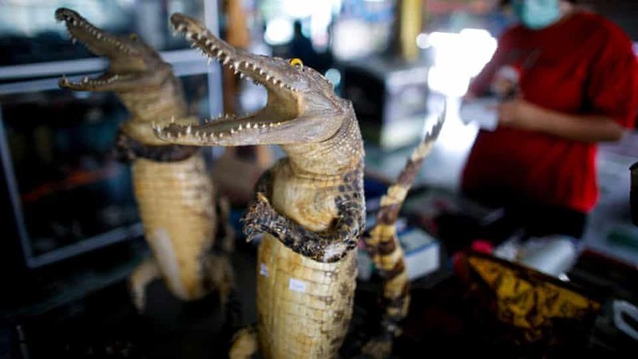 Daging Buaya Mendadak Laris Manis di Thailand, Ada Apa?