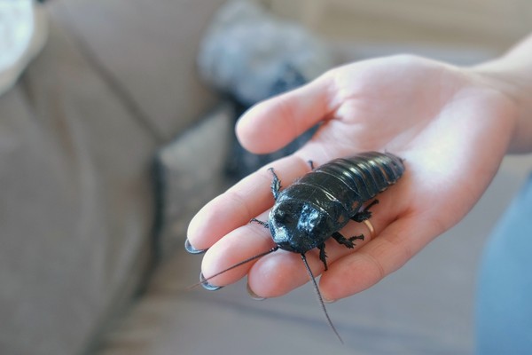 Kenalan dengan Kecoa Terbesar di Dunia, Kecoa Madagaskar