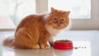 Daftar Harga Kucing Berdasarkan Ras, Anggora hingga British Shorthair