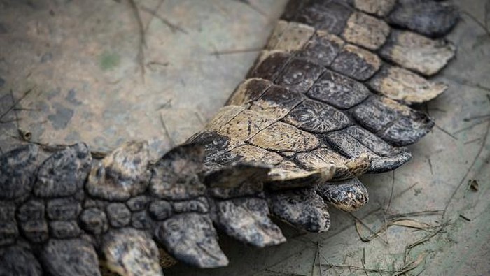 Daging Buaya Laris Manis di Thailand, Begini Lho Peternakannya