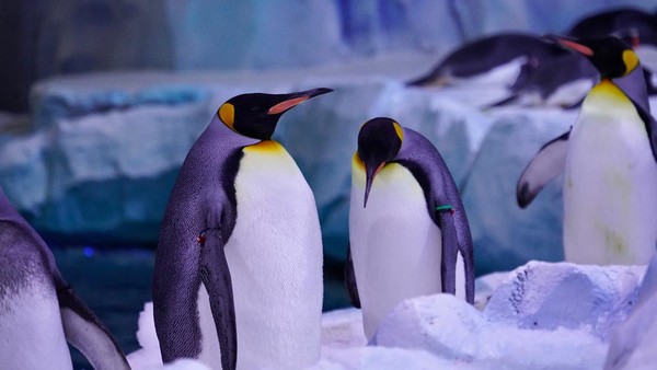 Foto: Pusat Konservasi Penguin Terbesar Dunia yang Dibuka Lagi